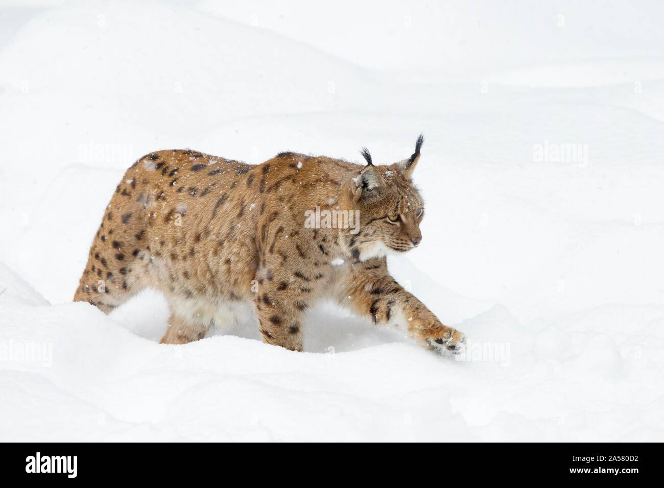 Lynx (Lynx lynx), running through deep snow, Bavarian Forest National ...