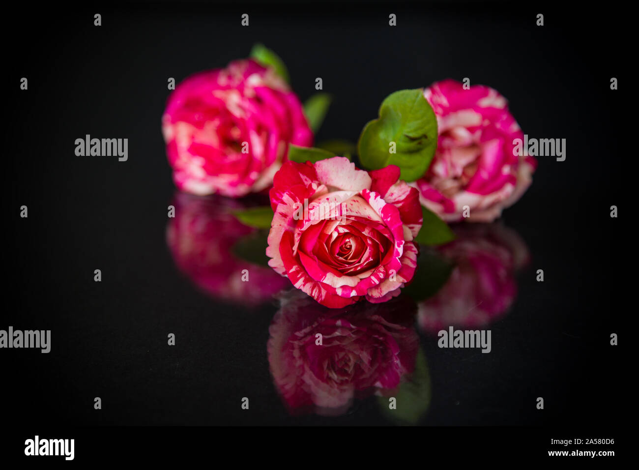 two-tone white with red rose on a black Stock Photo - Alamy