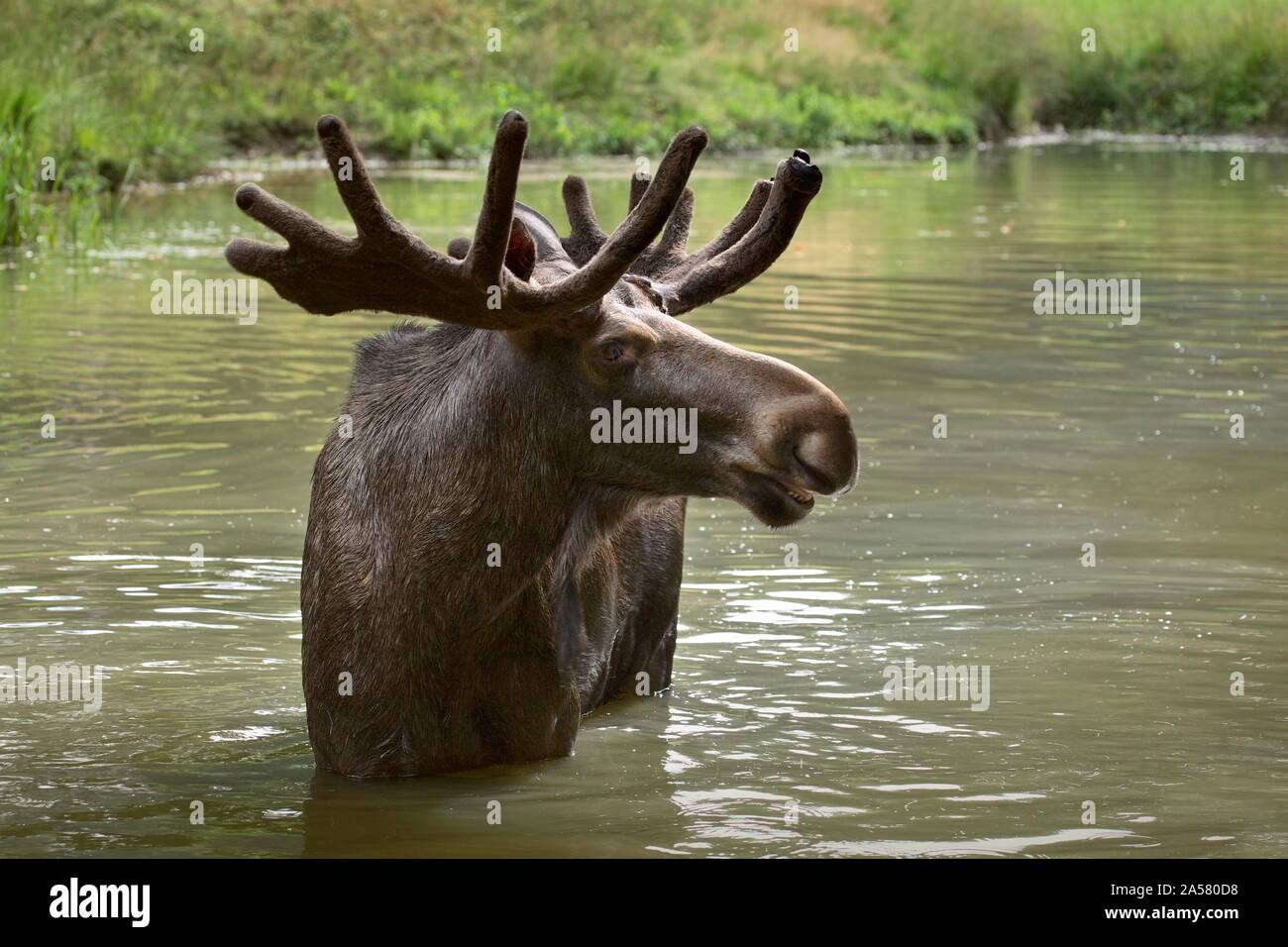 Moose in water hi-res stock photography and images - Alamy
