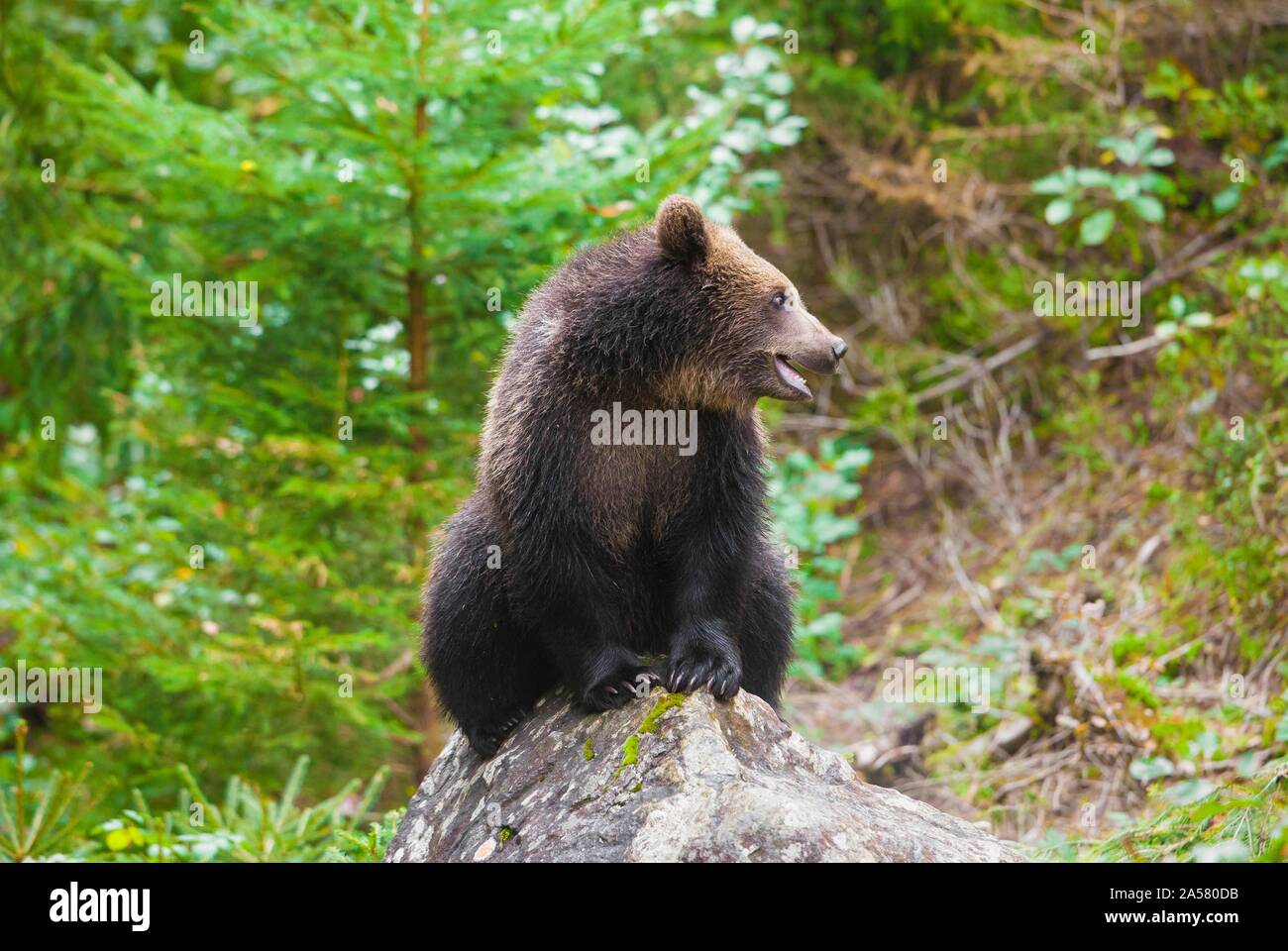 European Brown bear (Ursus arctos), young animal sitting on rocks ...