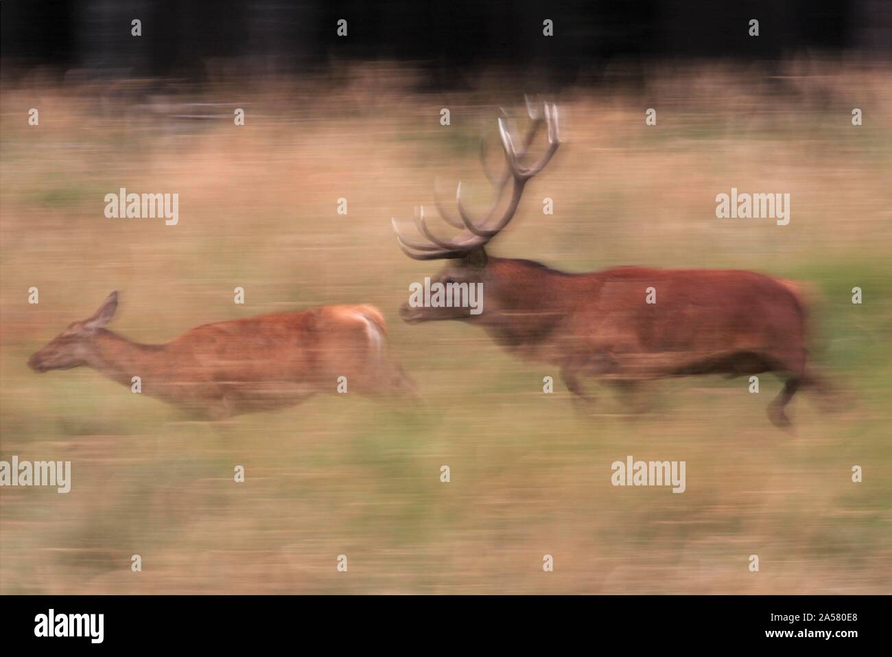 Red deer (Cervus elaphus), male chasing female, Germany Stock Photo - Alamy