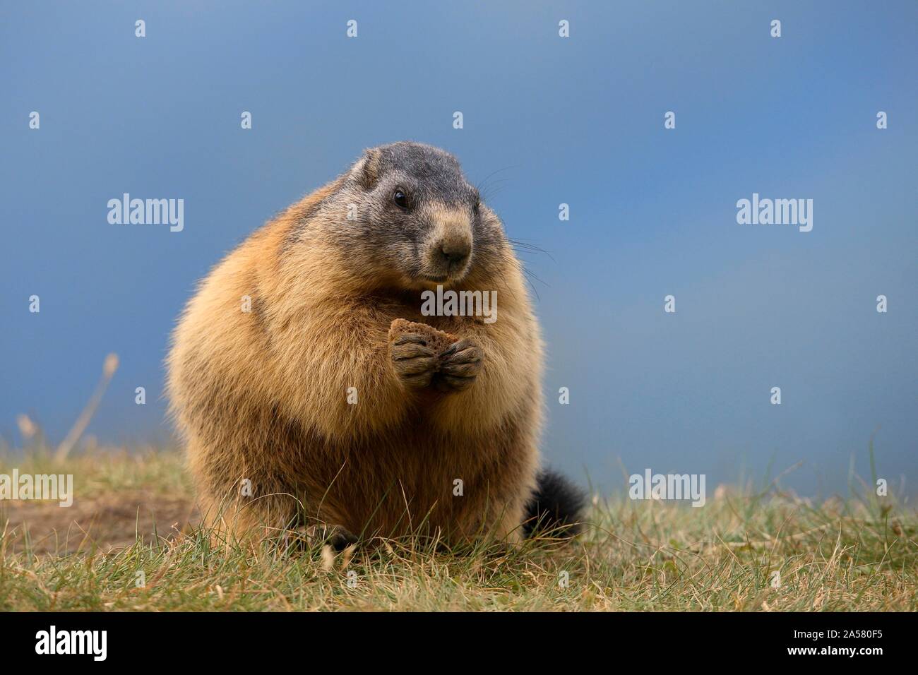 Alpine Marmot (Marmota marmota), eating, Hohe Tauern National Park ...