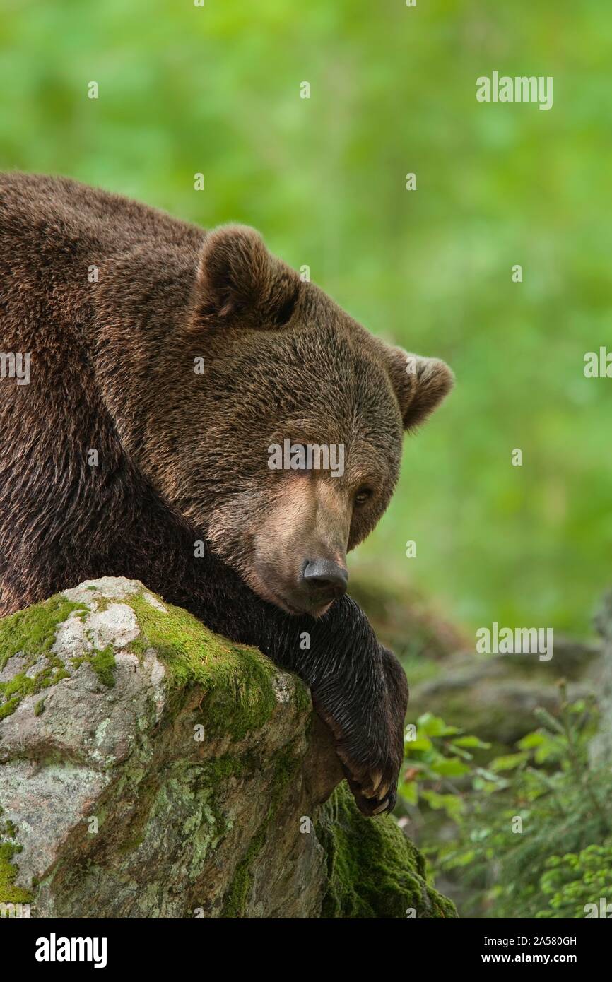 European Brown bear (Ursus arctos), located on rock, animal portrait ...