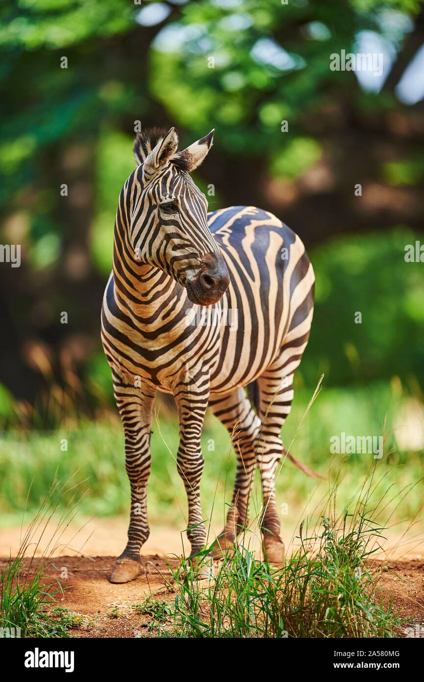 Americas plains hi-res stock photography and images - Alamy
