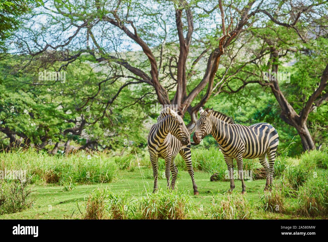 Zebras in the savanna hi-res stock photography and images - Alamy