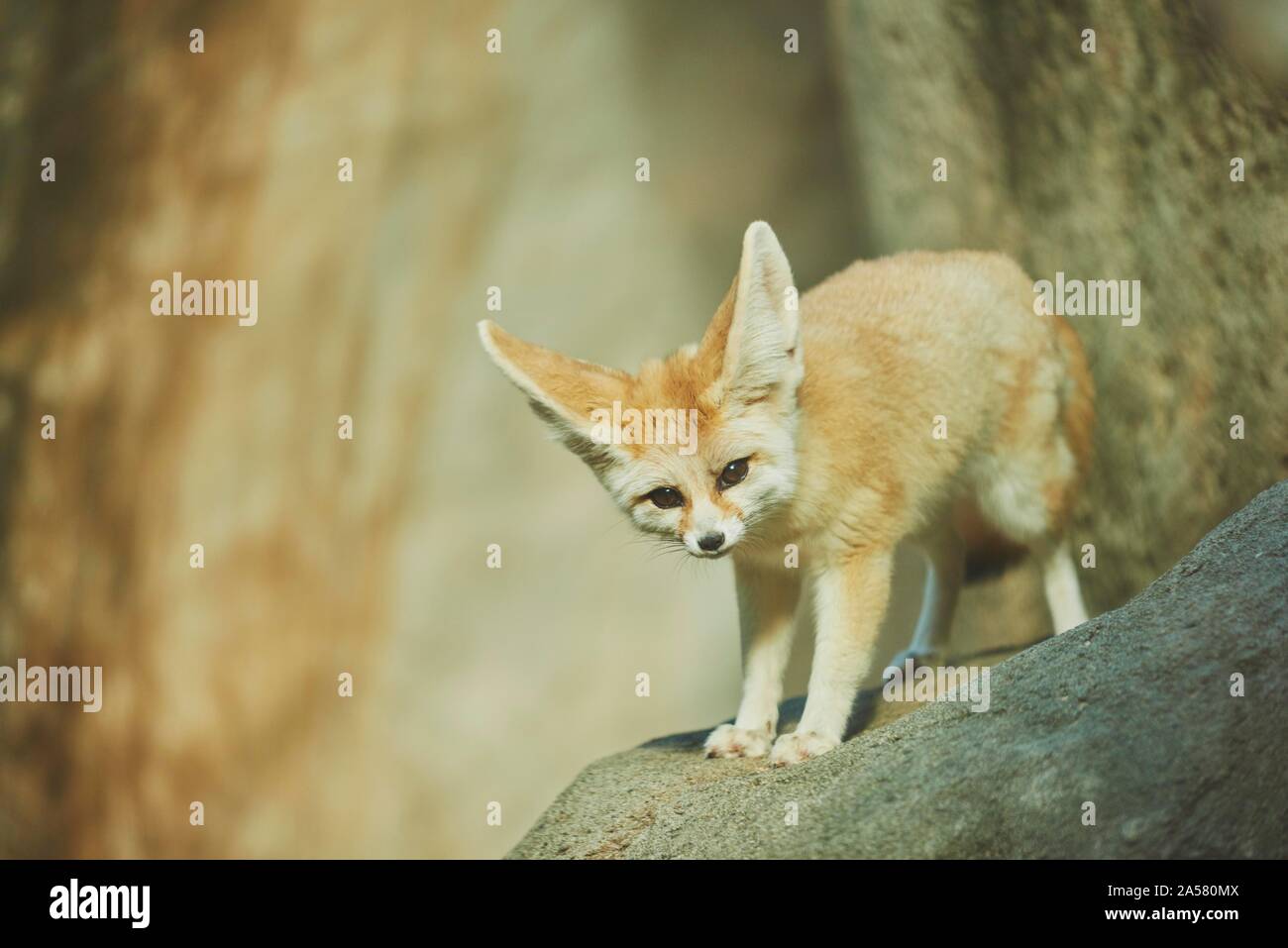 Fennec fox, or fennec (Vulpes zerda), captive, Hawaii, Aloha State, USA ...