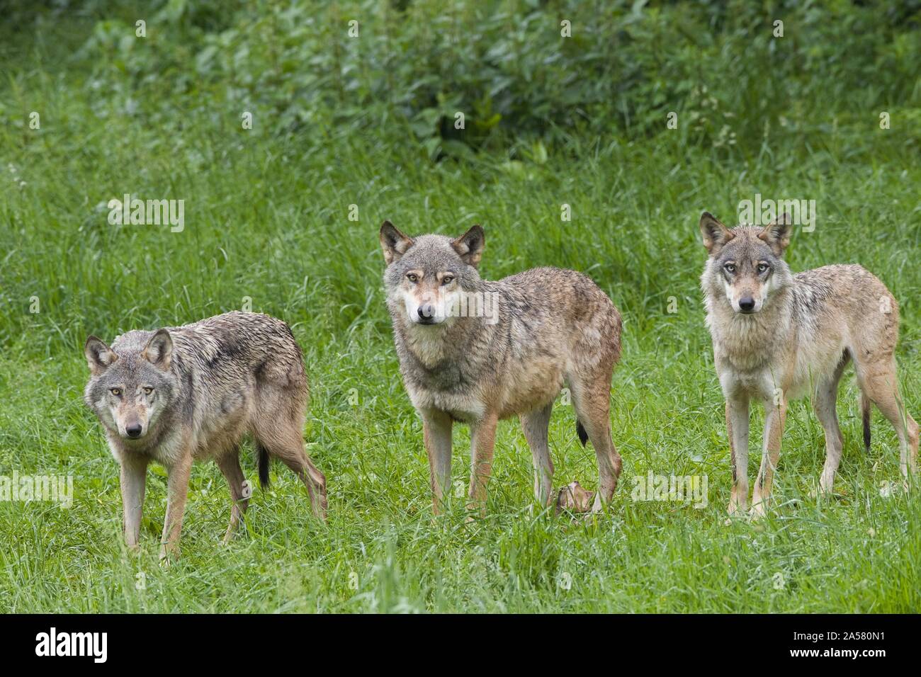 European gray wolves (Canis lupus lupus), wolves pack, captive, Germany ...
