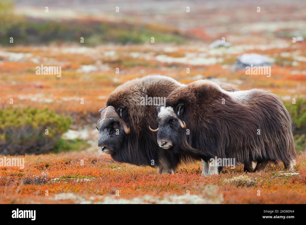 Two muskoxes ovibos moschatus in autumn tundra hi-res stock photography ...