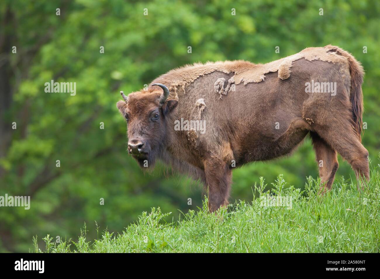 European Bison (Bison bonasus), standing in meadow, changing of coat ...