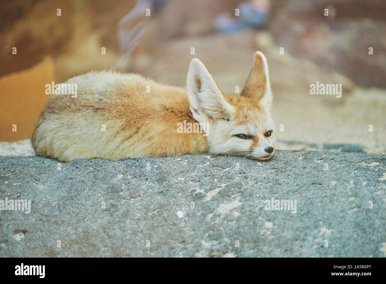 Fennec fox, or fennec (Vulpes zerda) captive, Hawaii, Aloha State, USA ...