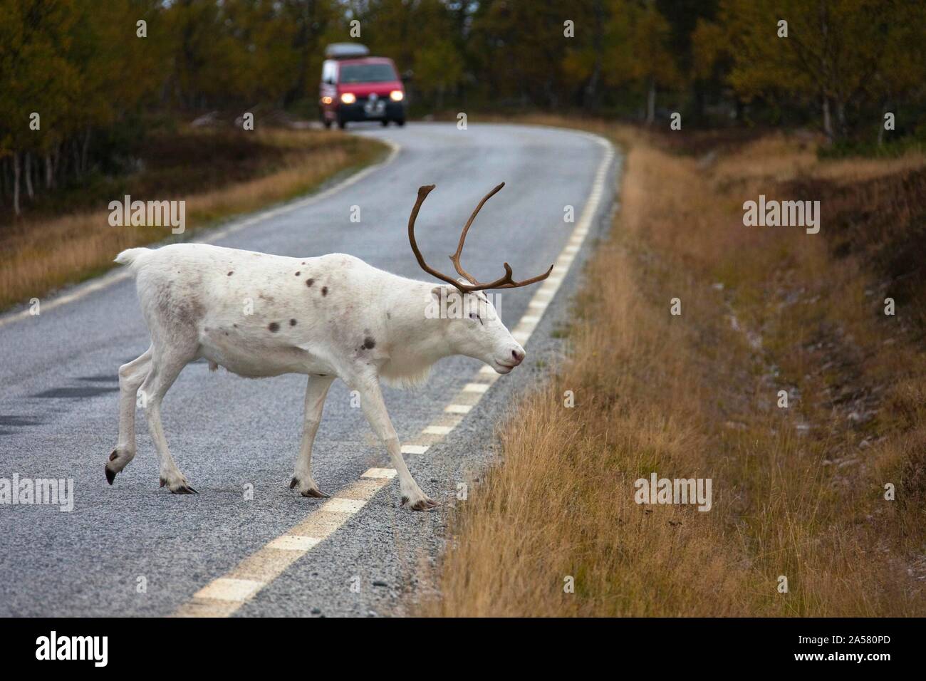 European reindeer (Rangifer tarandus tarandus) crossing road, Sweden ...