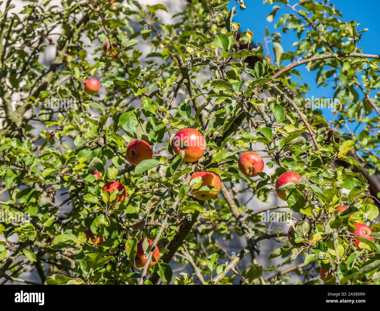 Organic apple tree hi-res stock photography and images - Alamy