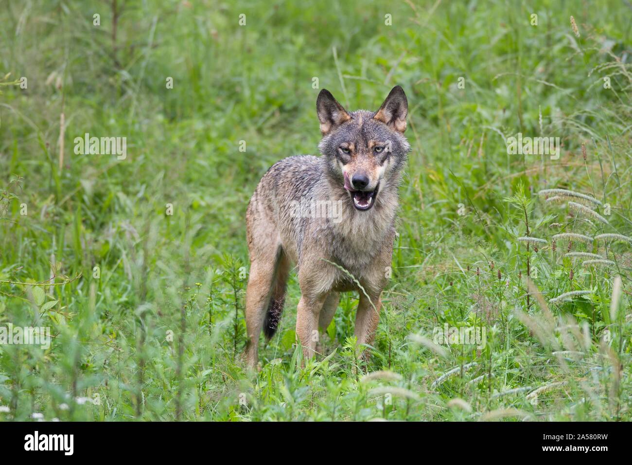 European gray wolf (Canis lupus lupus), captive, Germany Stock Photo ...