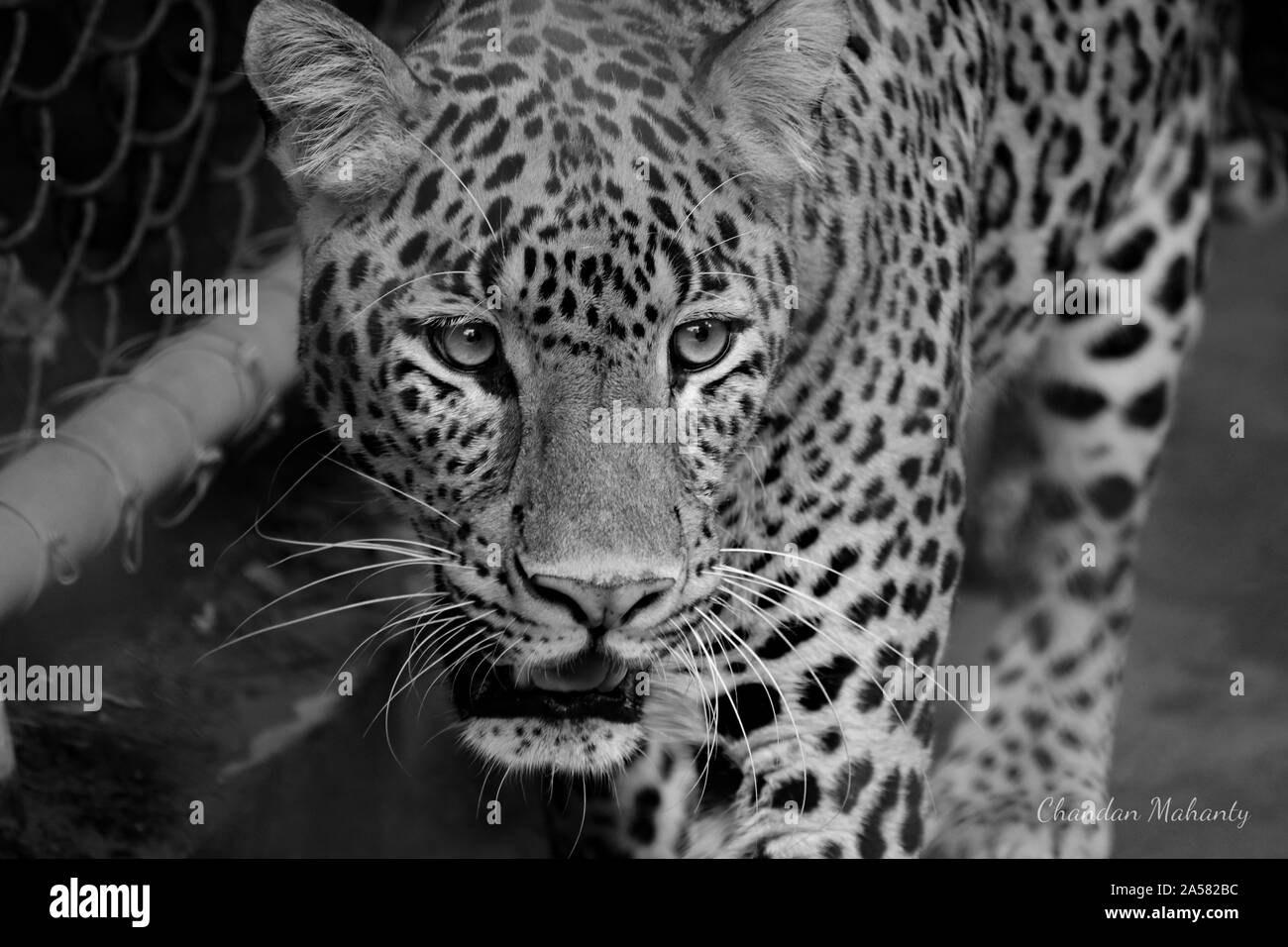 Fierce leopard in Monochrome Stock Photo - Alamy