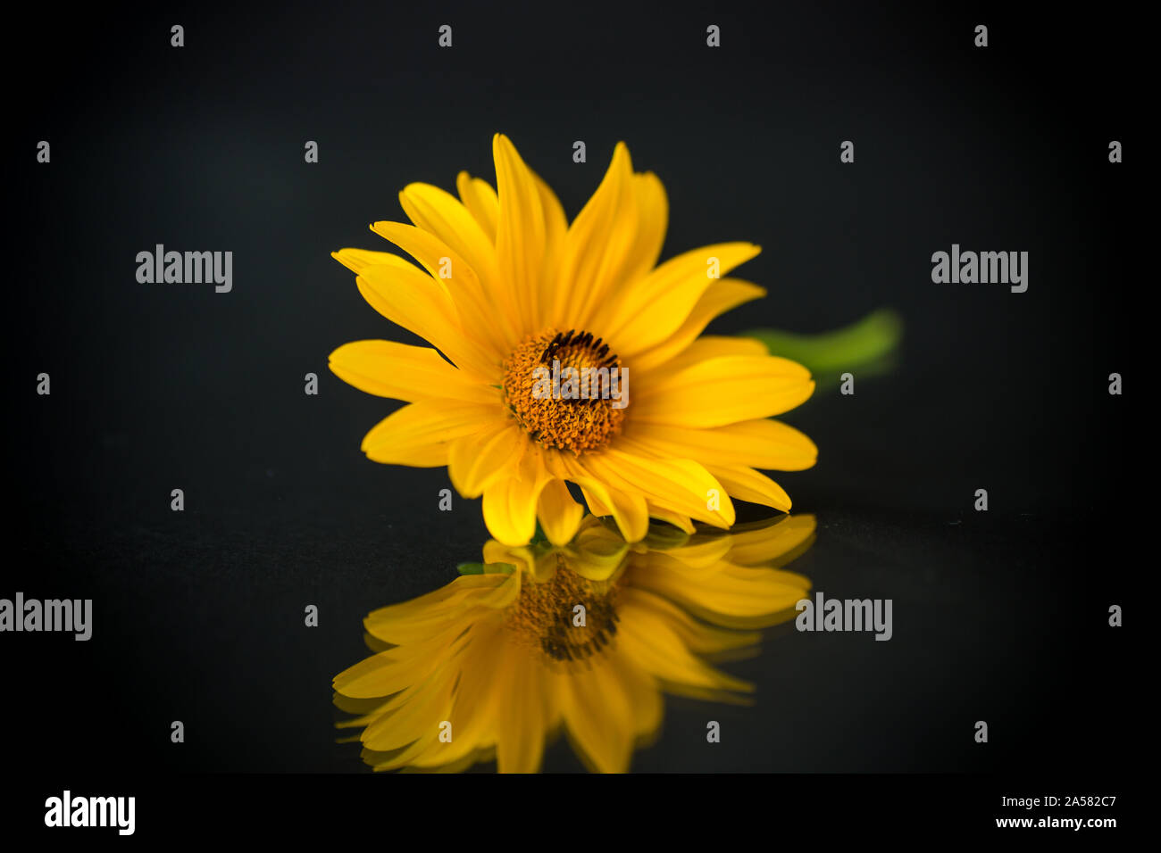 yellow summer blooming daisy flower isolated on black Stock Photo - Alamy