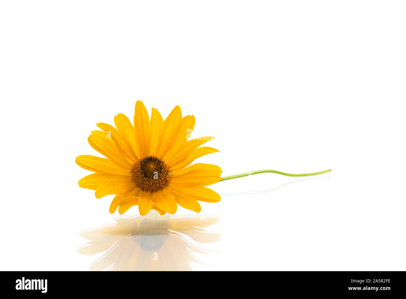 yellow summer blooming daisy flower isolated on white Stock Photo - Alamy
