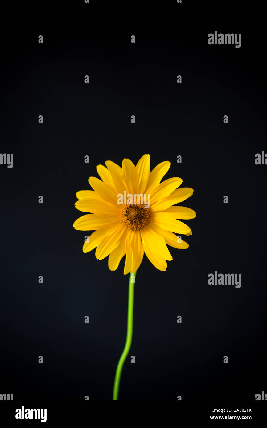 Daisy seed head hi-res stock photography and images - Alamy