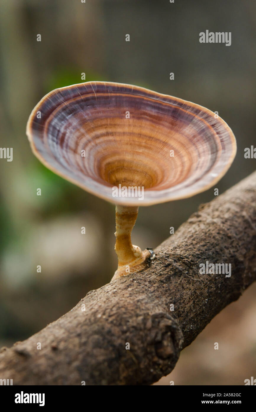 Brown mushroom Microporus xanthopus (Fr.) Kuntze on tree branch Stock ...