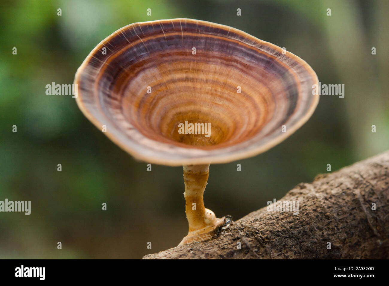 Microporus hi-res stock photography and images - Alamy