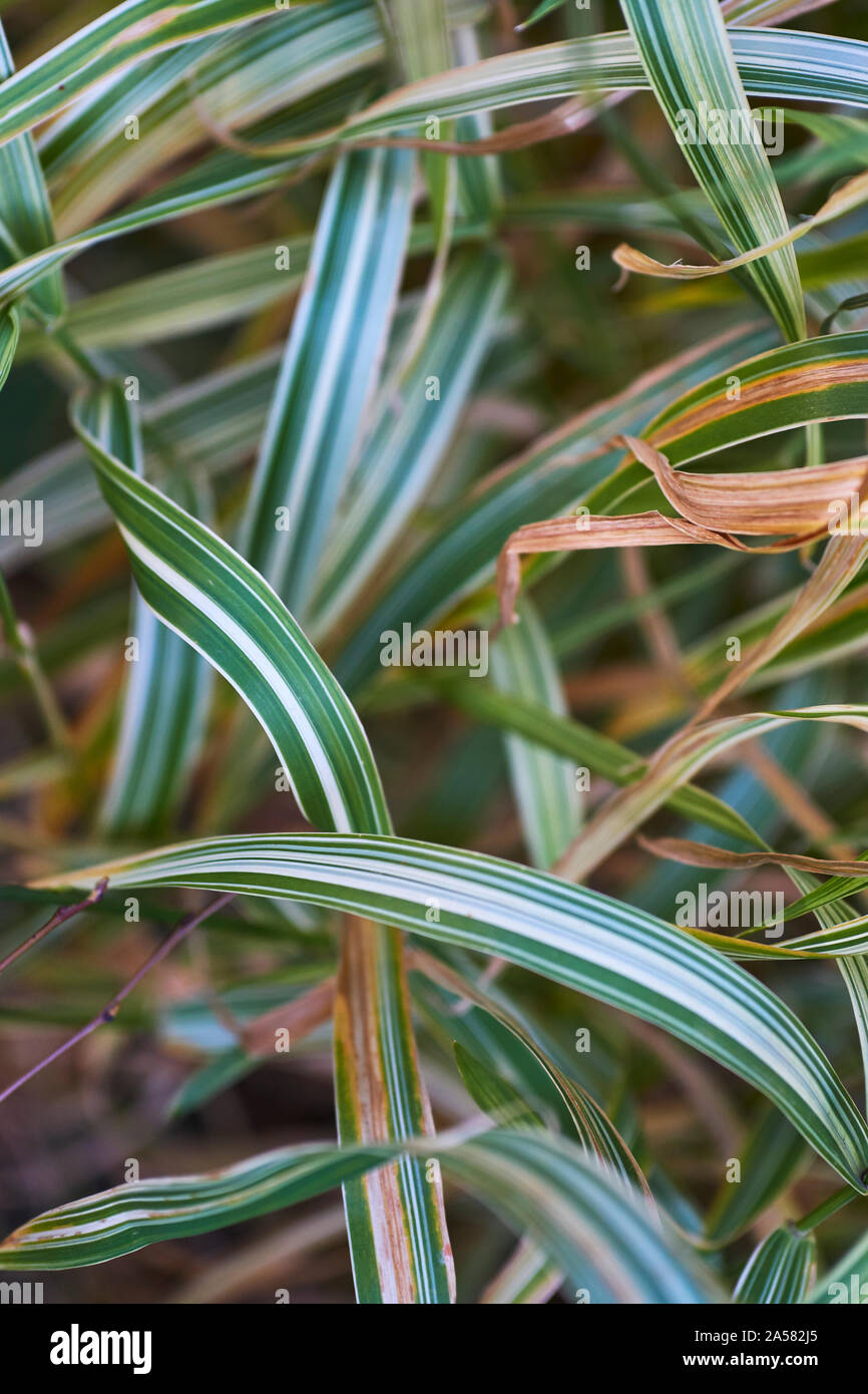 Sinewy texture hi-res stock photography and images - Alamy