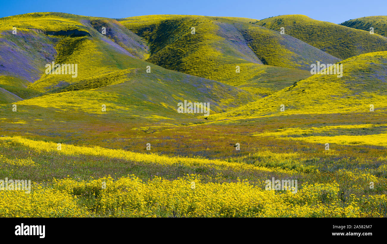 Landscape with rolling hills and yellow wildflowers, Temblor Range ...
