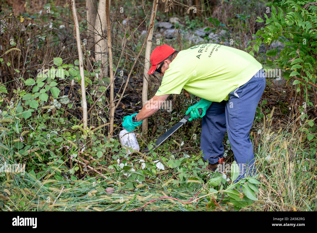 ARBORIST TREATING AILANTHUS ALTISSIMA TREES WITH FRILL HERBICIDE ...