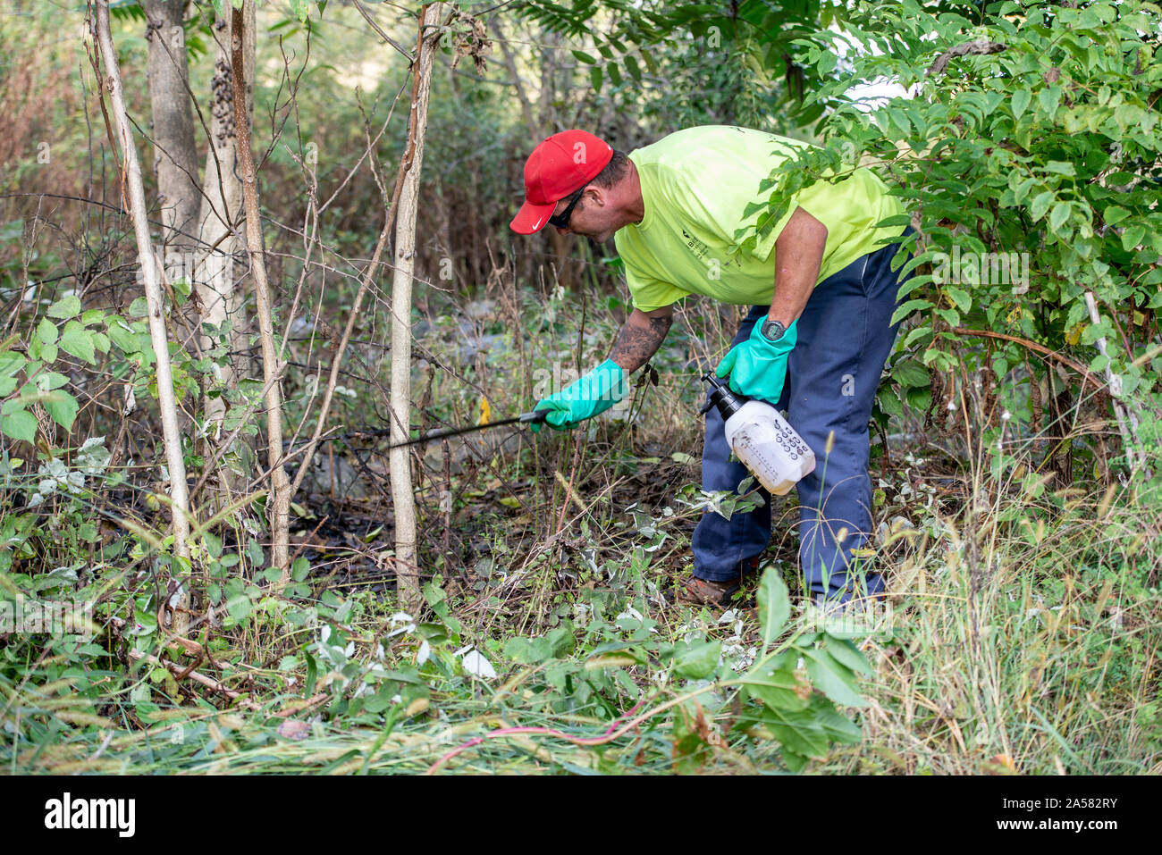 ARBORIST TREATING AILANTHUS ALTISSIMA TREES WITH FRILL HERBICIDE ...