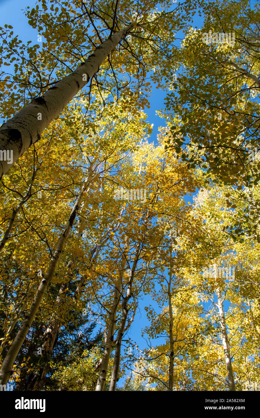 Aspen trees turning golden hi-res stock photography and images - Alamy