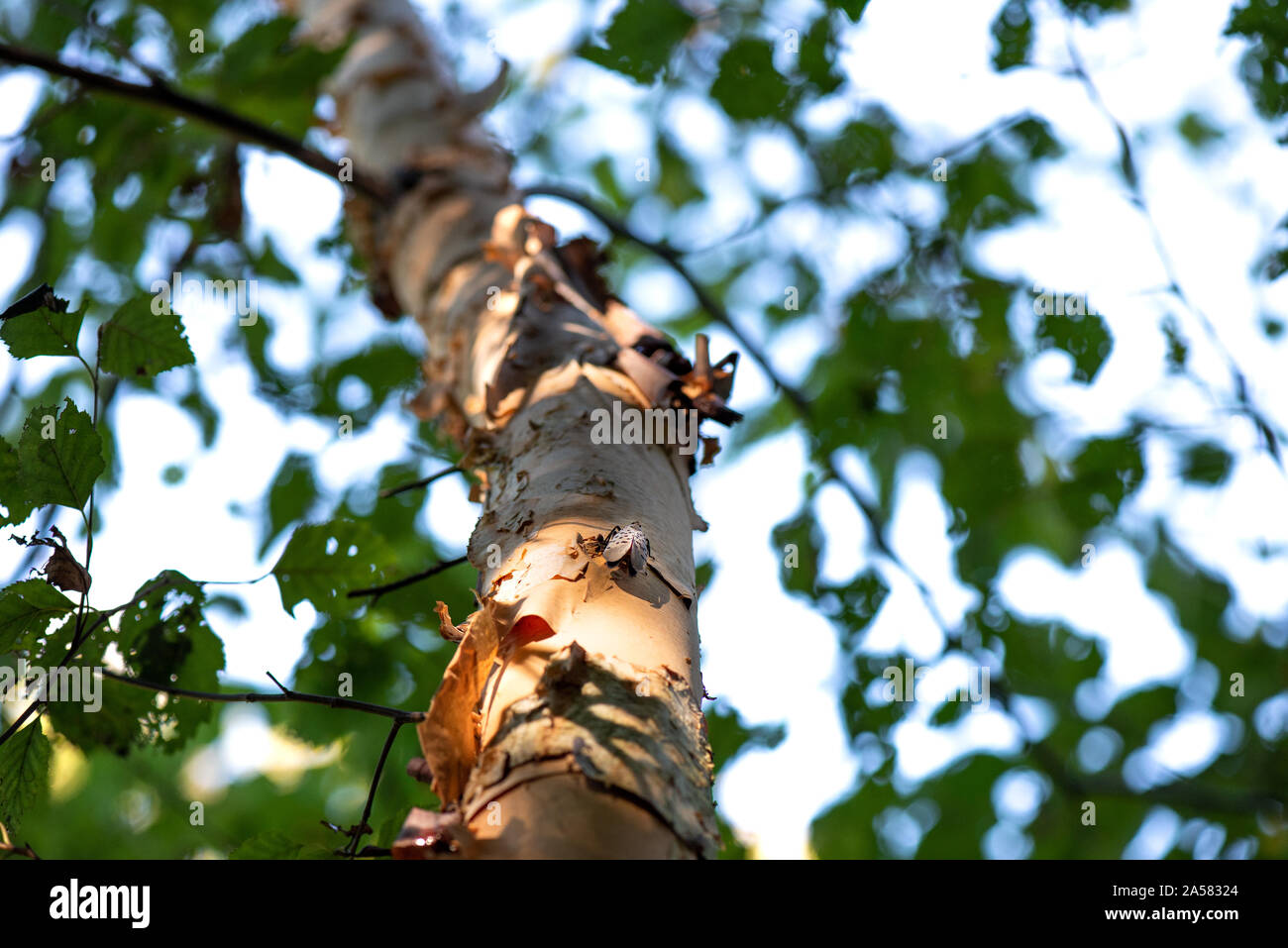 River birch hi-res stock photography and images - Alamy