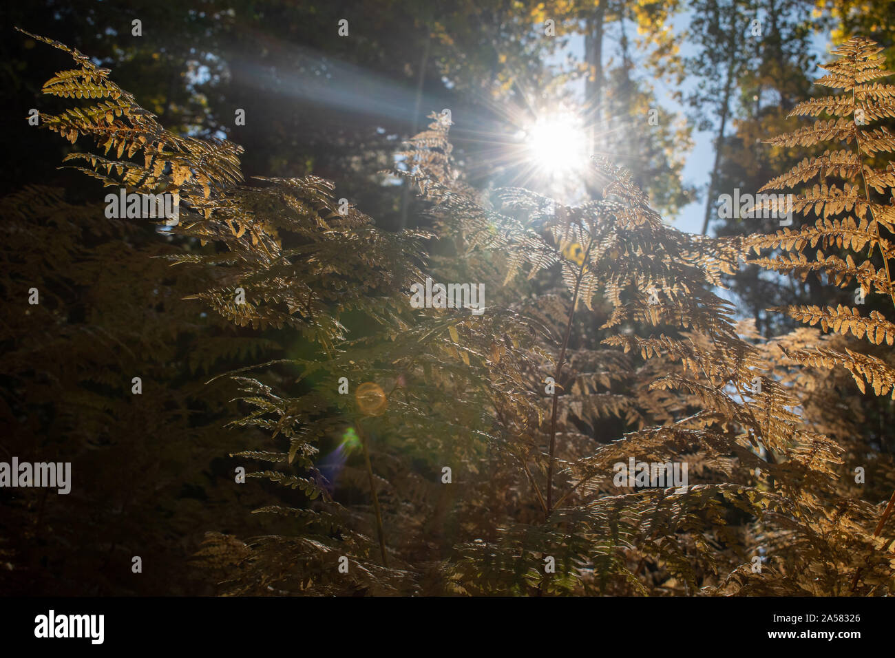 Sun flare through autumn tree hi-res stock photography and images - Alamy