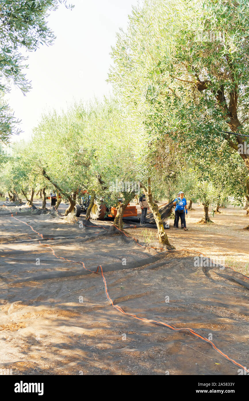Olive picking italy puglia hi-res stock photography and images - Alamy