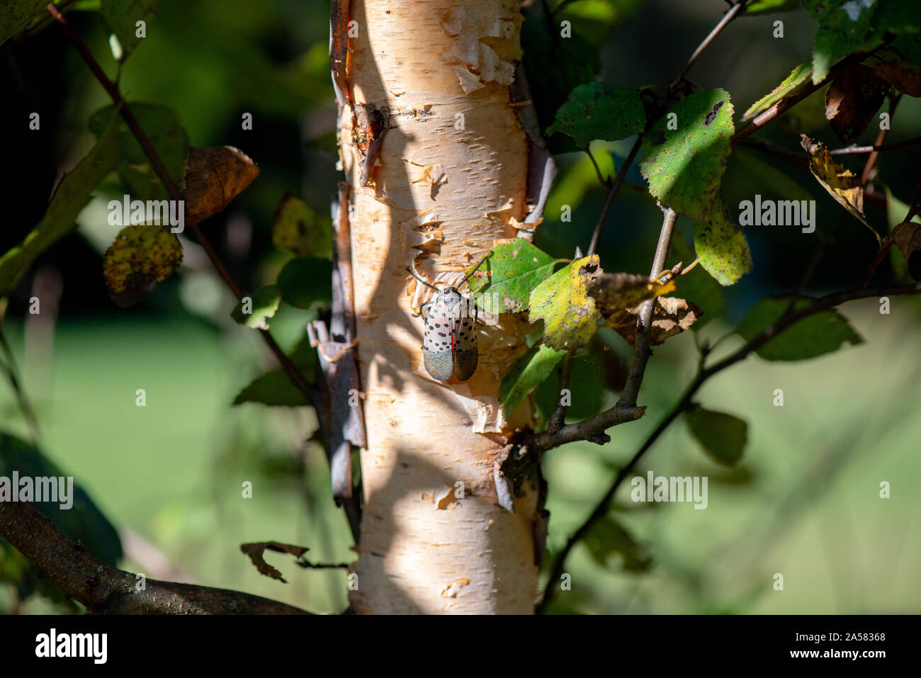 River birch hi-res stock photography and images - Alamy