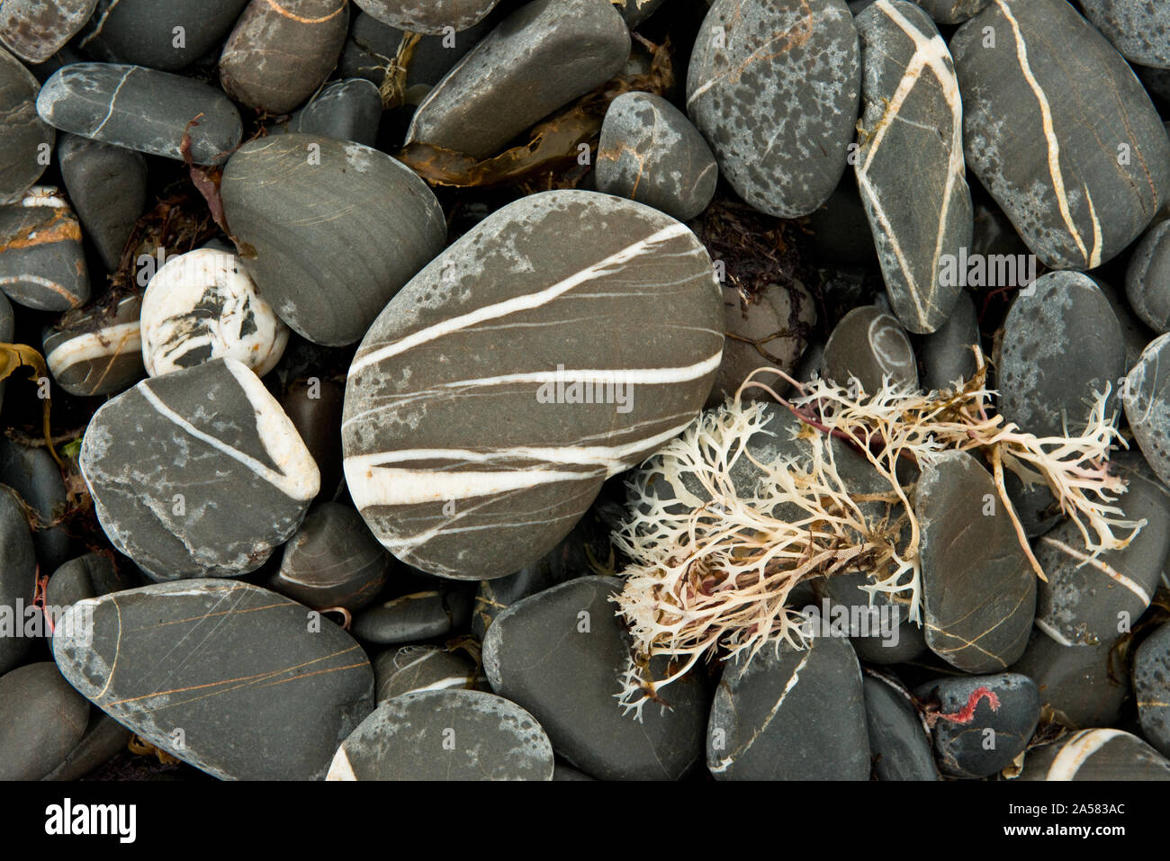 Cornish beach pebbles. England Stock Photo - Alamy