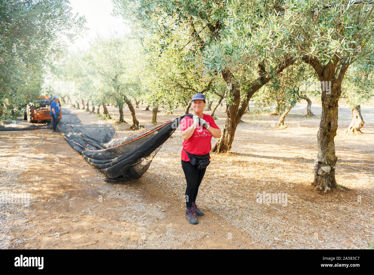 Harvested olives in Salento, Pugla. A woman carry nets to pick olives ...