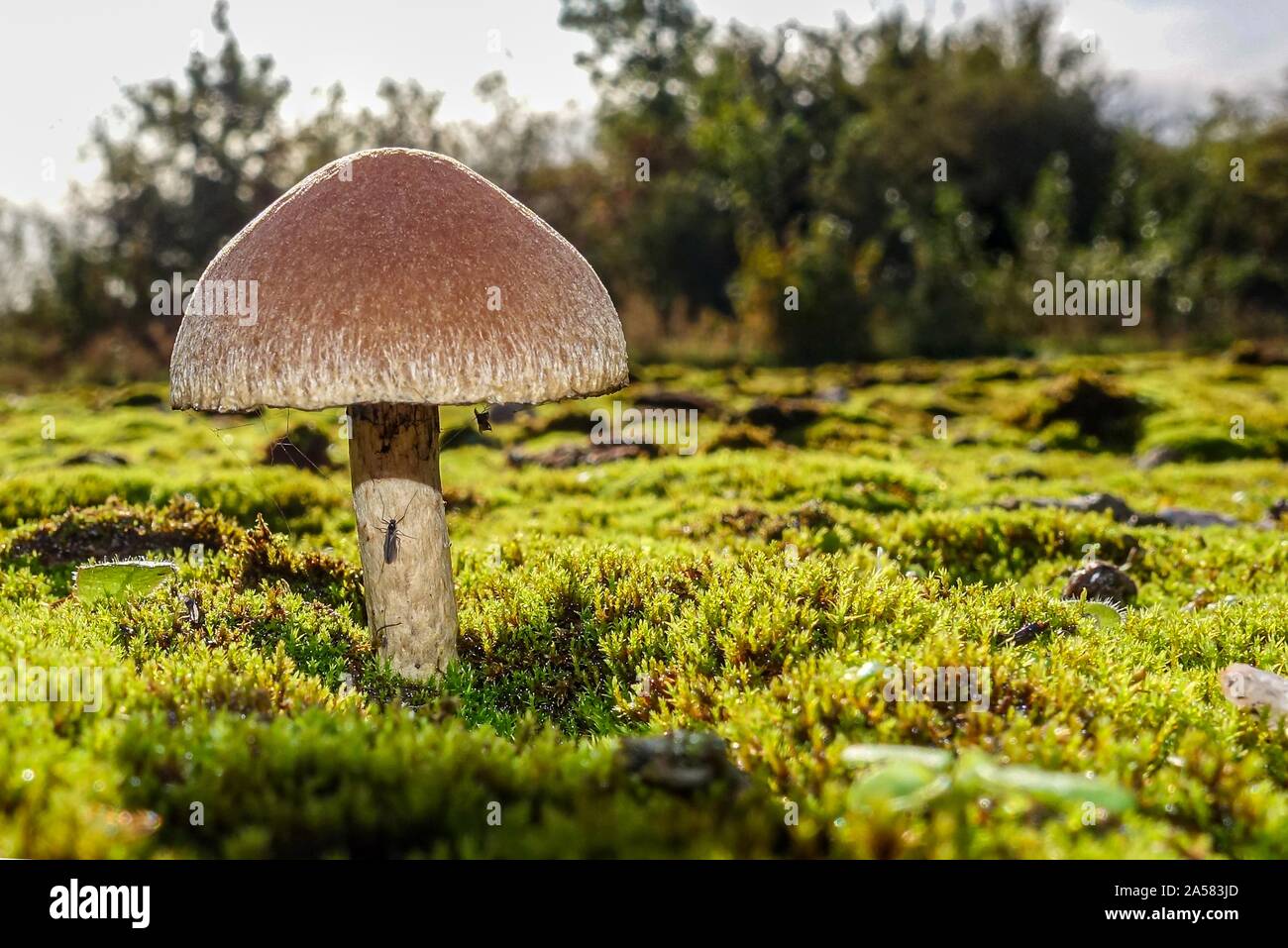 Single toadstool growing on a bed of moss with shallow depth of field ...