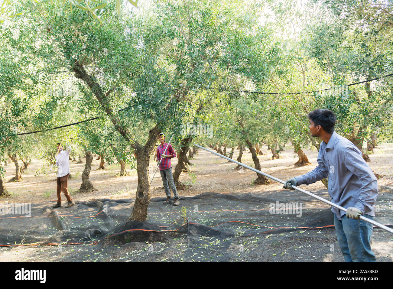 Machine picking olive hi-res stock photography and images - Alamy