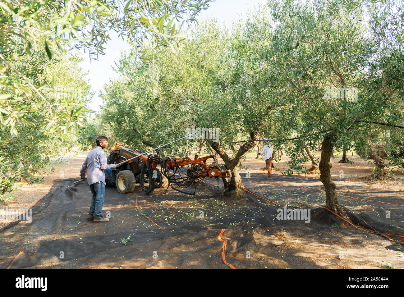 A man harvesting an olive tree hi-res stock photography and images - Alamy