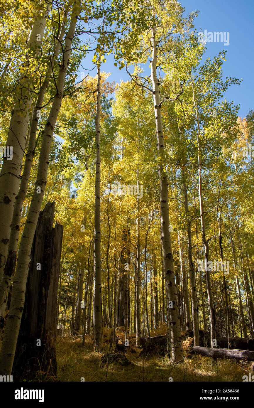 Golden trees in the forest in early fall Stock Photo - Alamy