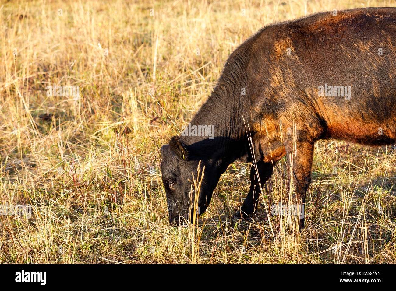 Closeup portrait of black cow eating hay at sunrise in summer Stock ...