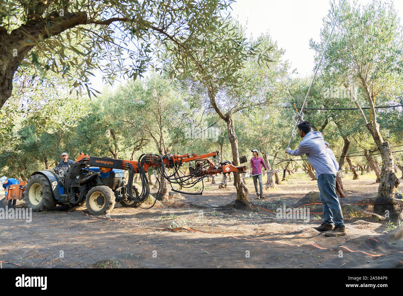 Machine picking olive hi-res stock photography and images - Alamy
