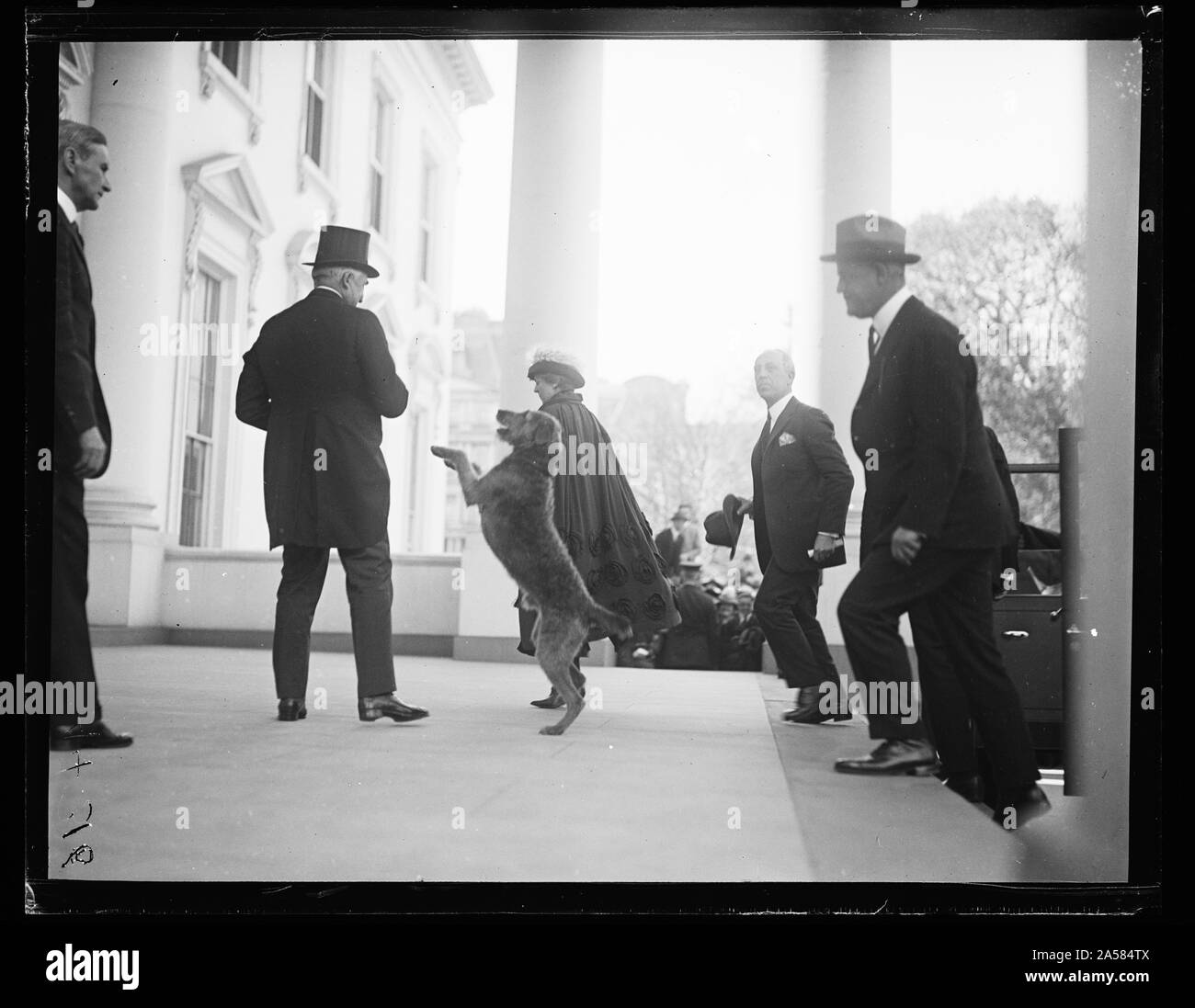 Warren harding dog hi-res stock photography and images - Alamy