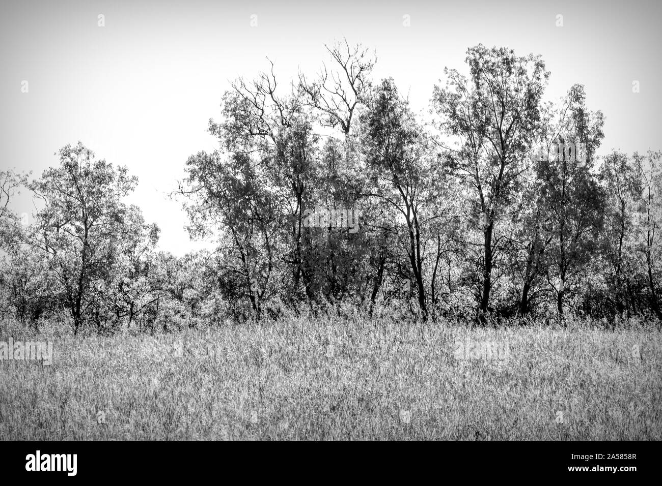 Fall in black and white Stock Photo - Alamy