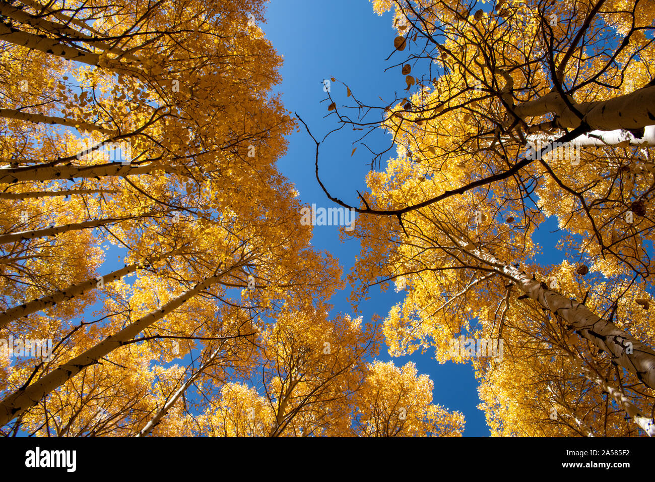 Aspen treetops hi-res stock photography and images - Alamy