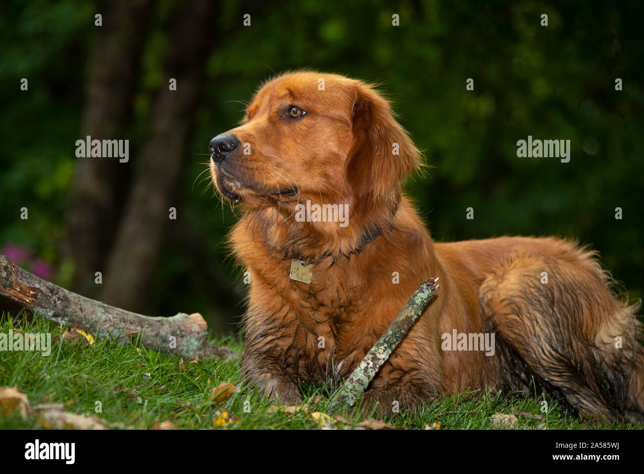 A golden retriever dog looking alert Stock Photo - Alamy