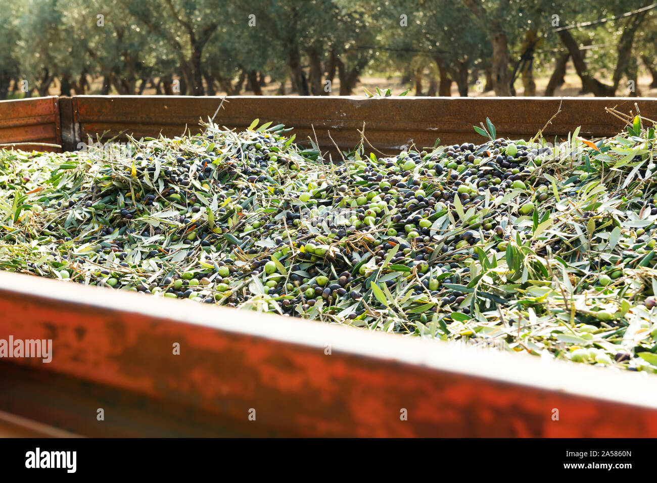 Olive harvest in Salento, Puglia, Italy. Many Olives gathered in a ...