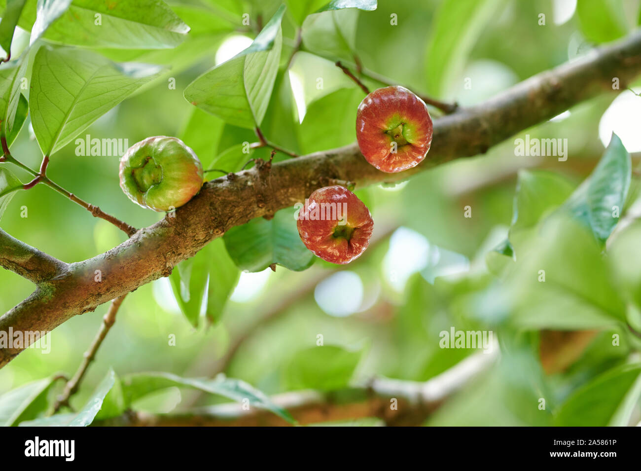 Red wax apple fruits hanging on tree branch Stock Photo - Alamy