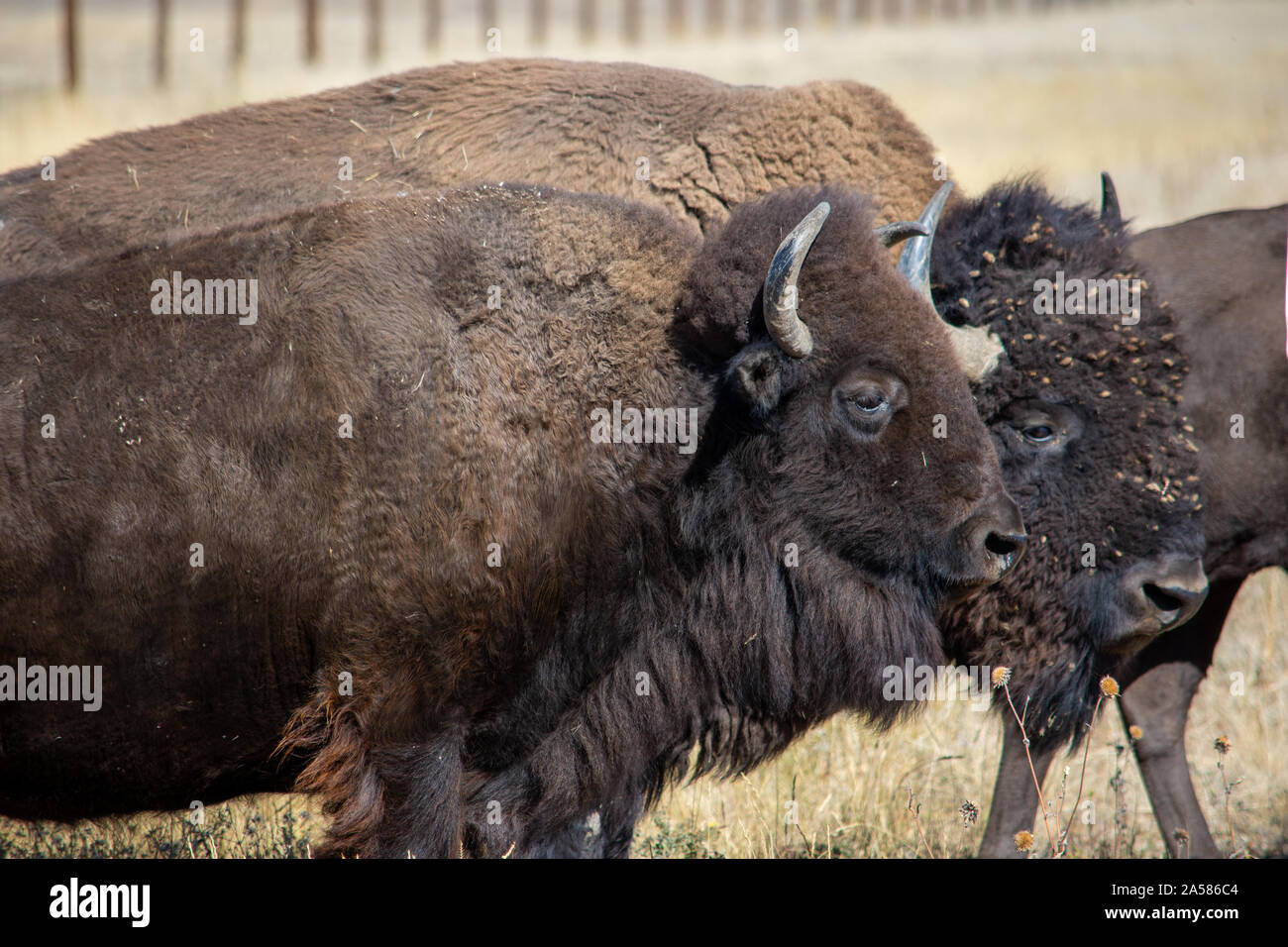 Native american bison hunt hi-res stock photography and images - Alamy