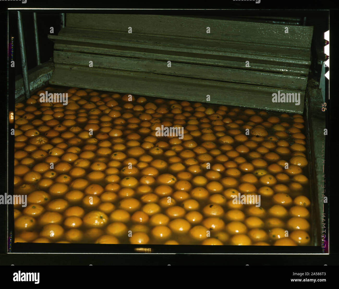 Washing oranges orange packing hi-res stock photography and images - Alamy