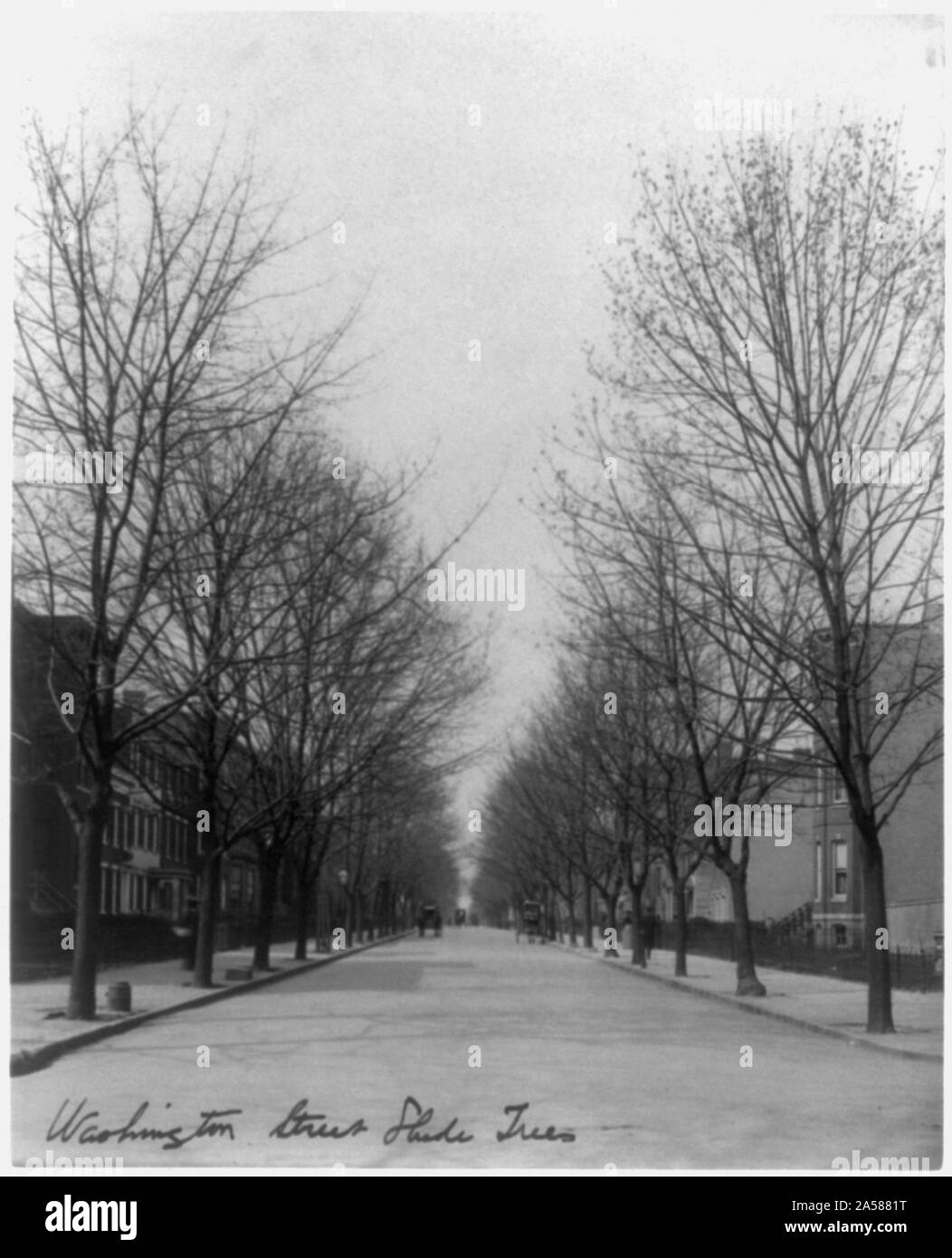 Washington Street shade trees Stock Photo - Alamy