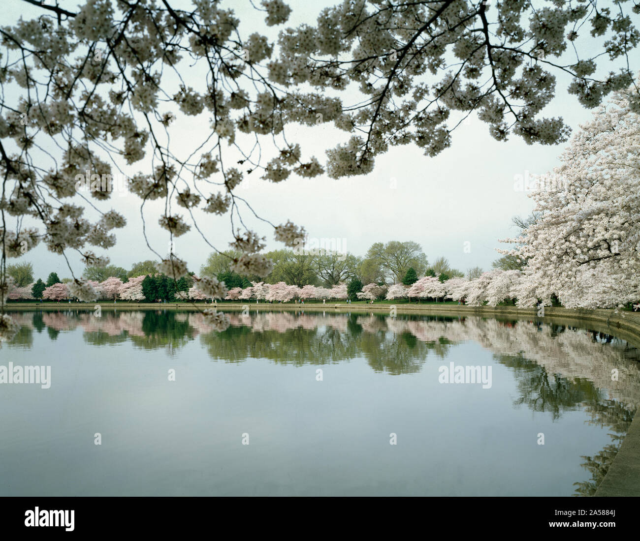 Tidal basin spring hi-res stock photography and images - Alamy